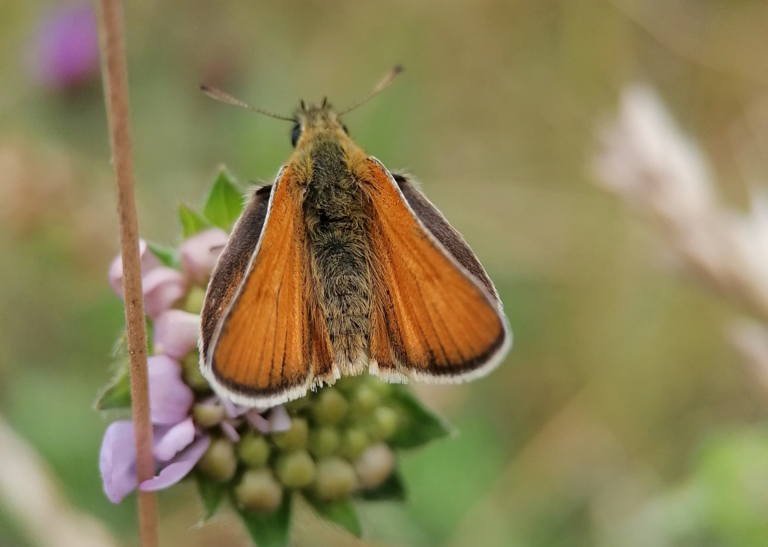Cottenham: Open for Nature Day - Visit South Cambs